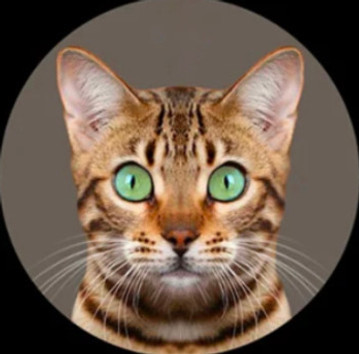 Indigo Exotics | bengals | Teaneck, NJ, USA